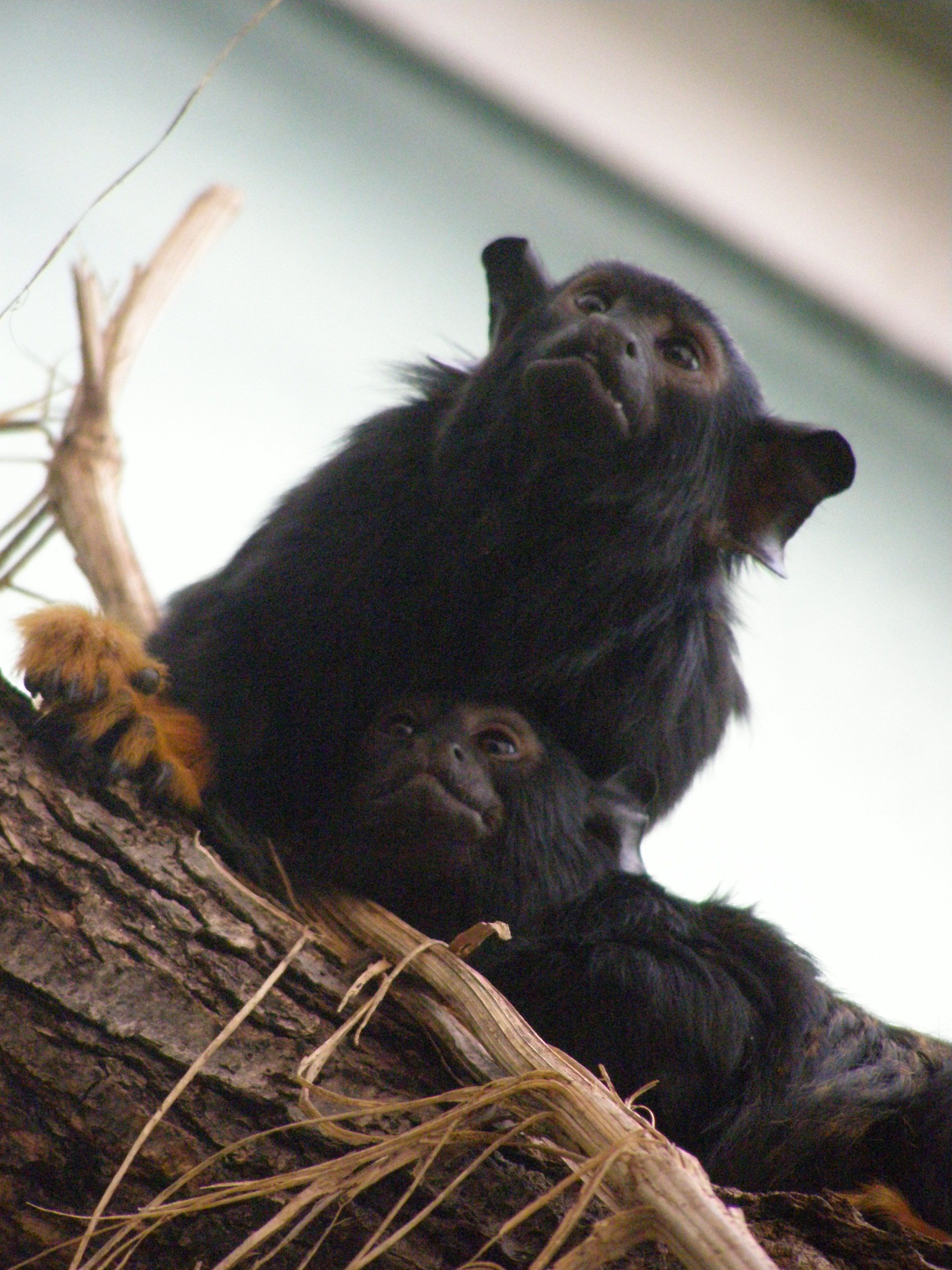 tamarian | Lady of the Zoos