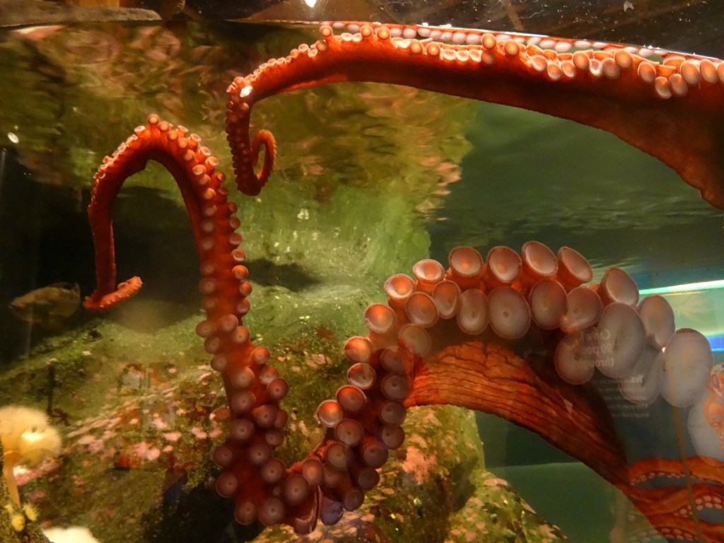 Seattle Aquarium: Life of the Puget Sound and Beyond | Lady of the Zoos