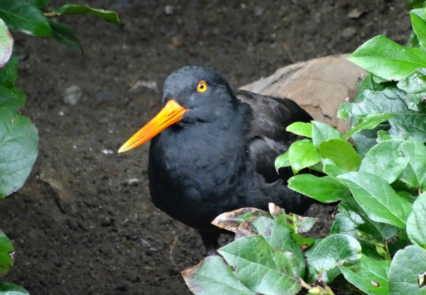 Seattle Aquarium: Life of the Puget Sound and Beyond | Lady of the Zoos