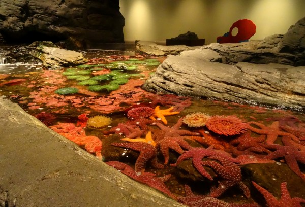Seattle Aquarium: Life of the Puget Sound and Beyond | Lady of the Zoos