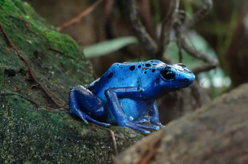 Durrell: From Dodos to Reptiles | Lady of the Zoos
