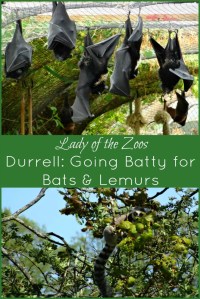 Durrell: Going Batty for Bats and Lemurs | Lady of the Zoos
